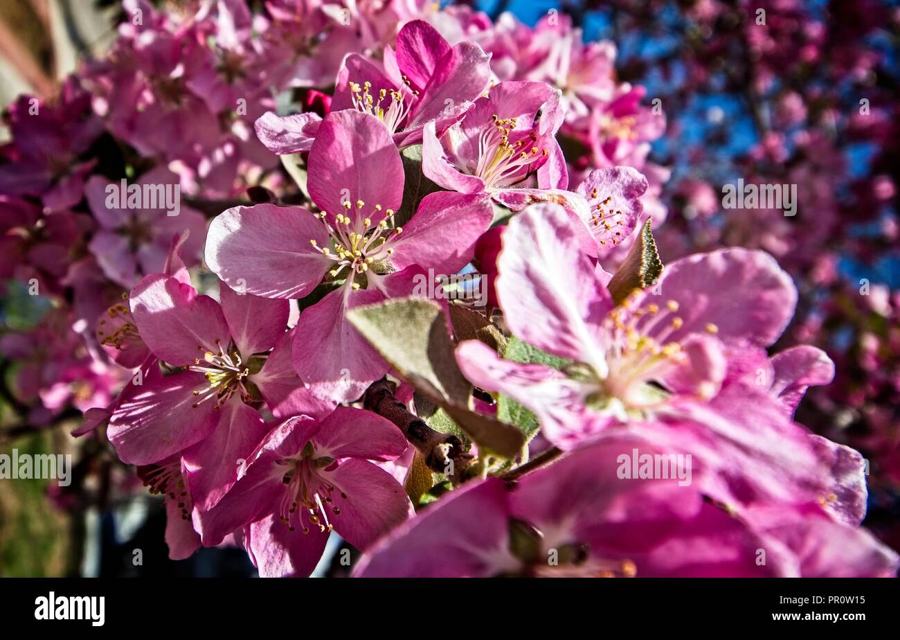 Cherry blossoms on a warm spring day Stock Photo - Alamy