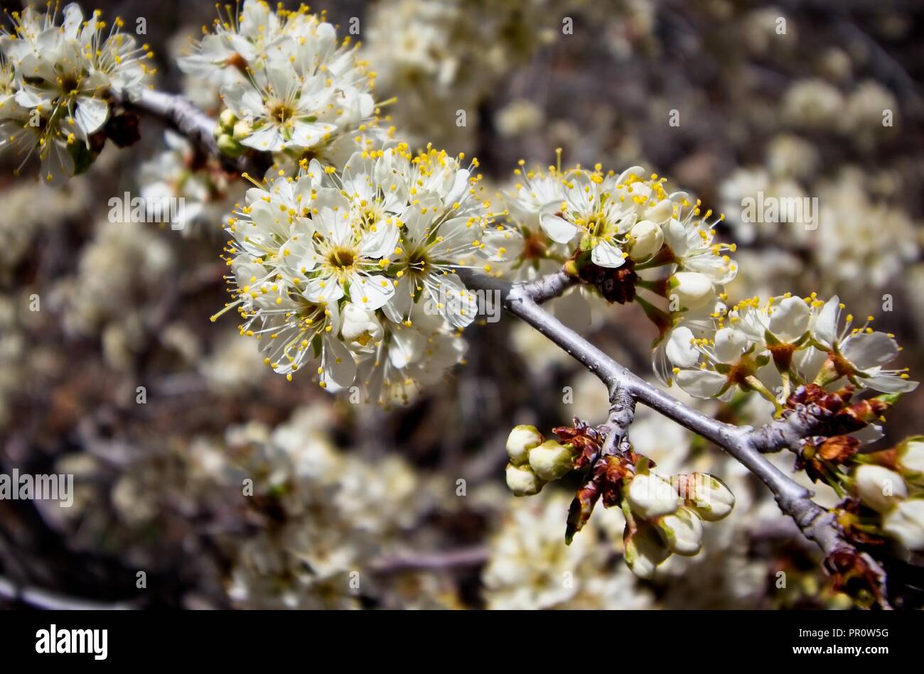 Prunus americana flowers hi-res stock photography and images - Alamy