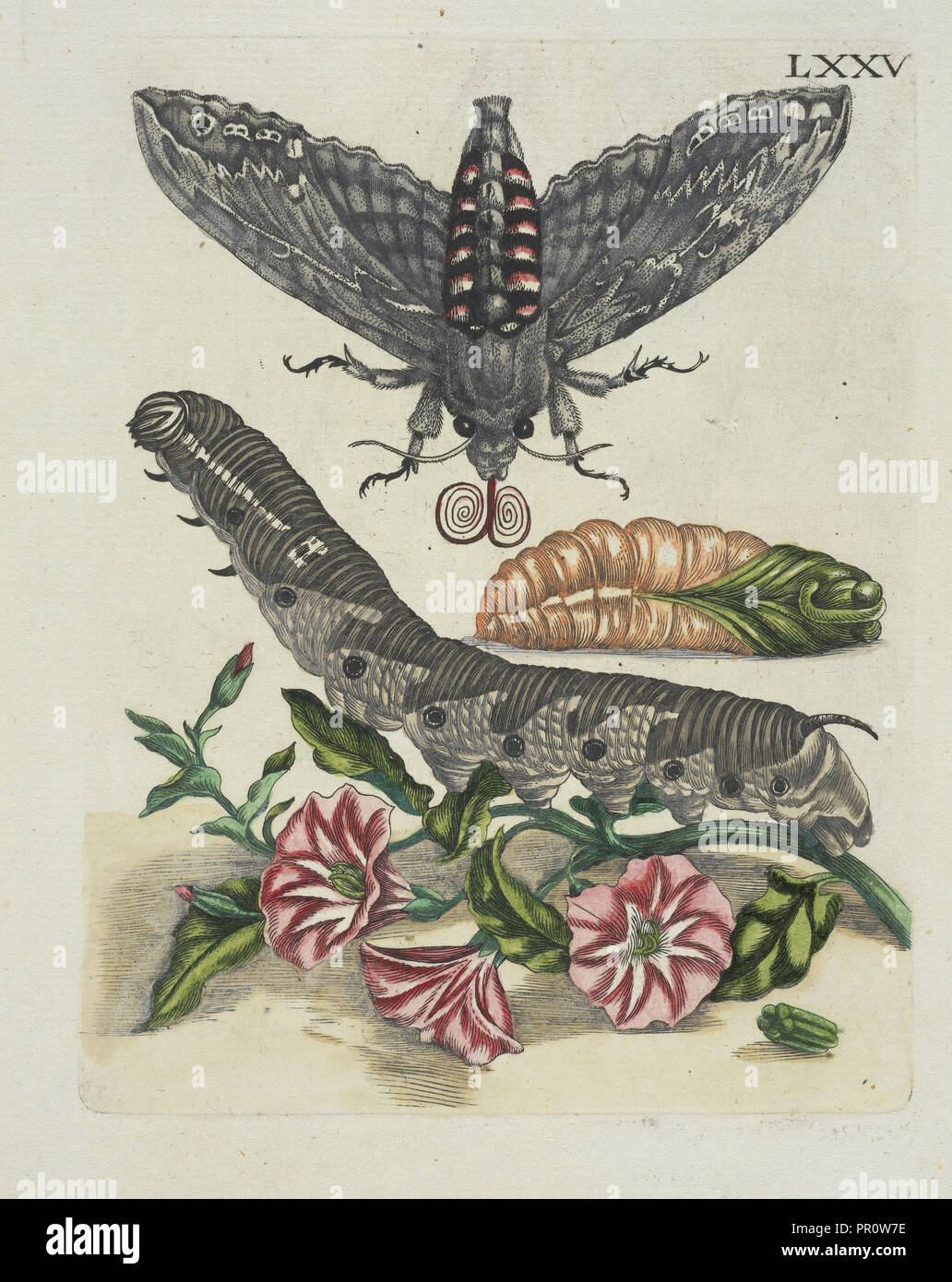 Rozenkoleurde Akkerwinde, De Europische insecten, Merian, Maria Sibylla ...