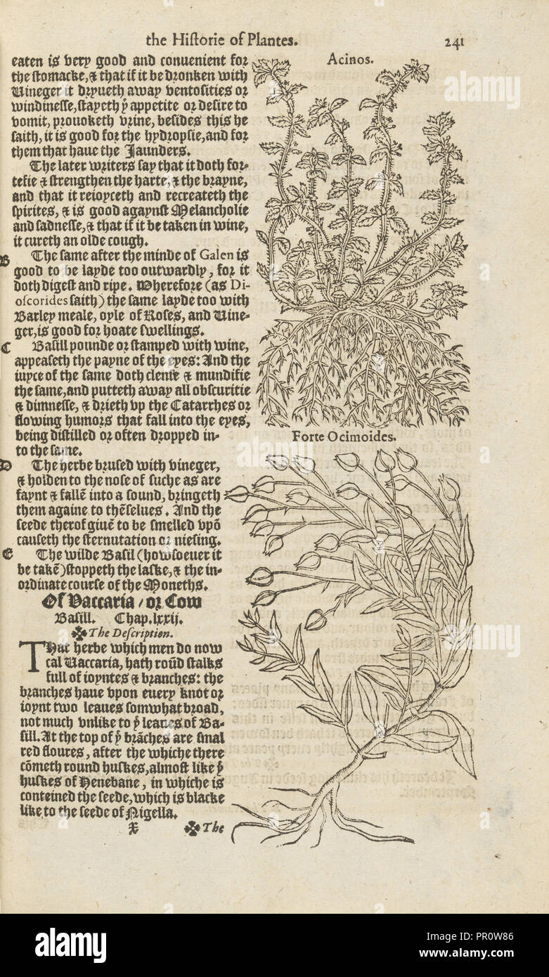 Illustrations and text on acinos and forte ocimoides, A nievve herball ...