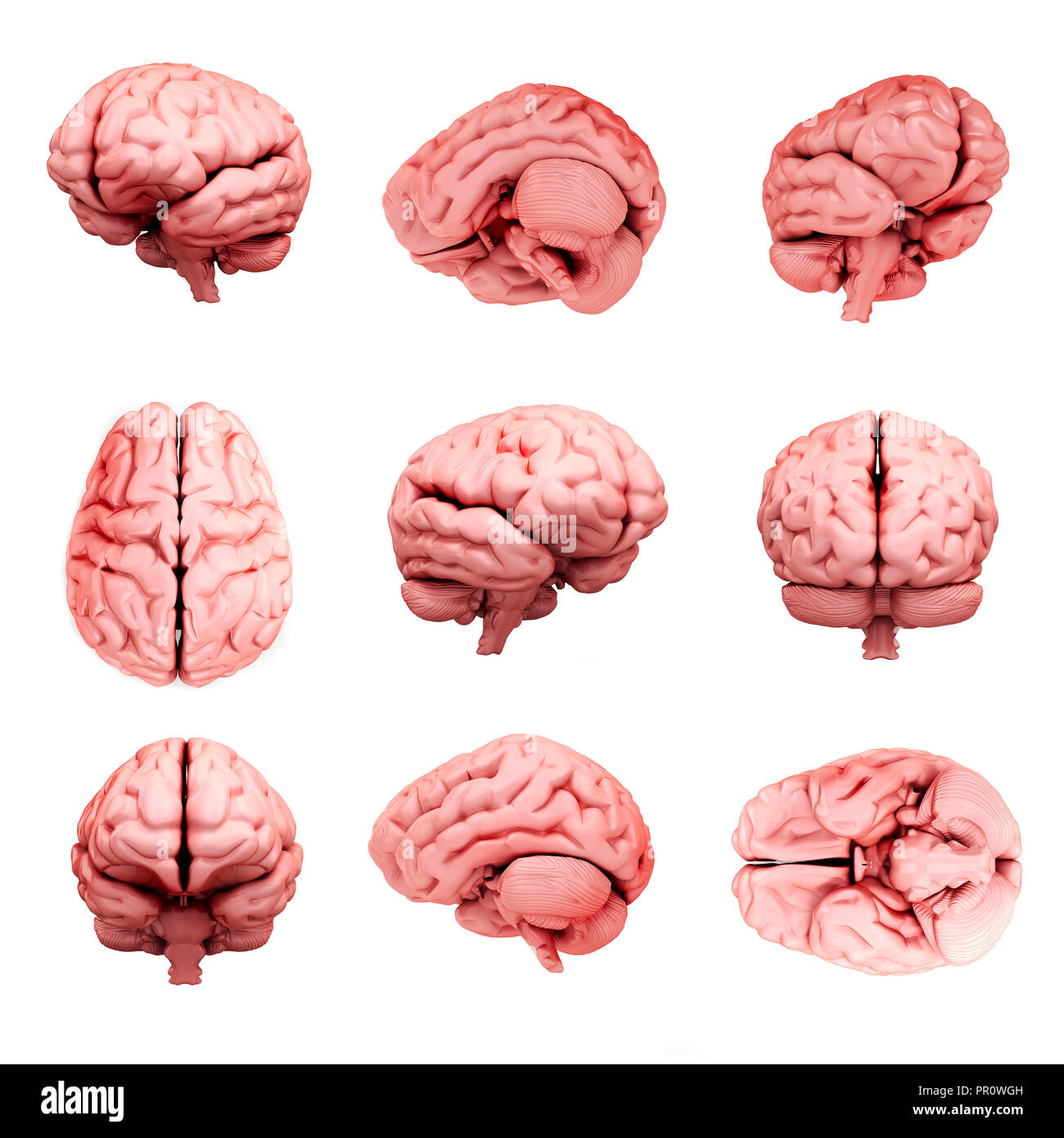 3d brain on white background Stock Photo - Alamy