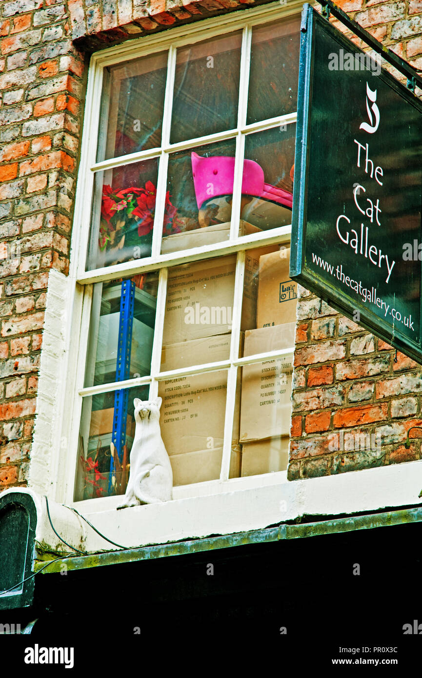 Cat Gallery with white cat, Petergate, York, England Stock Photo - Alamy
