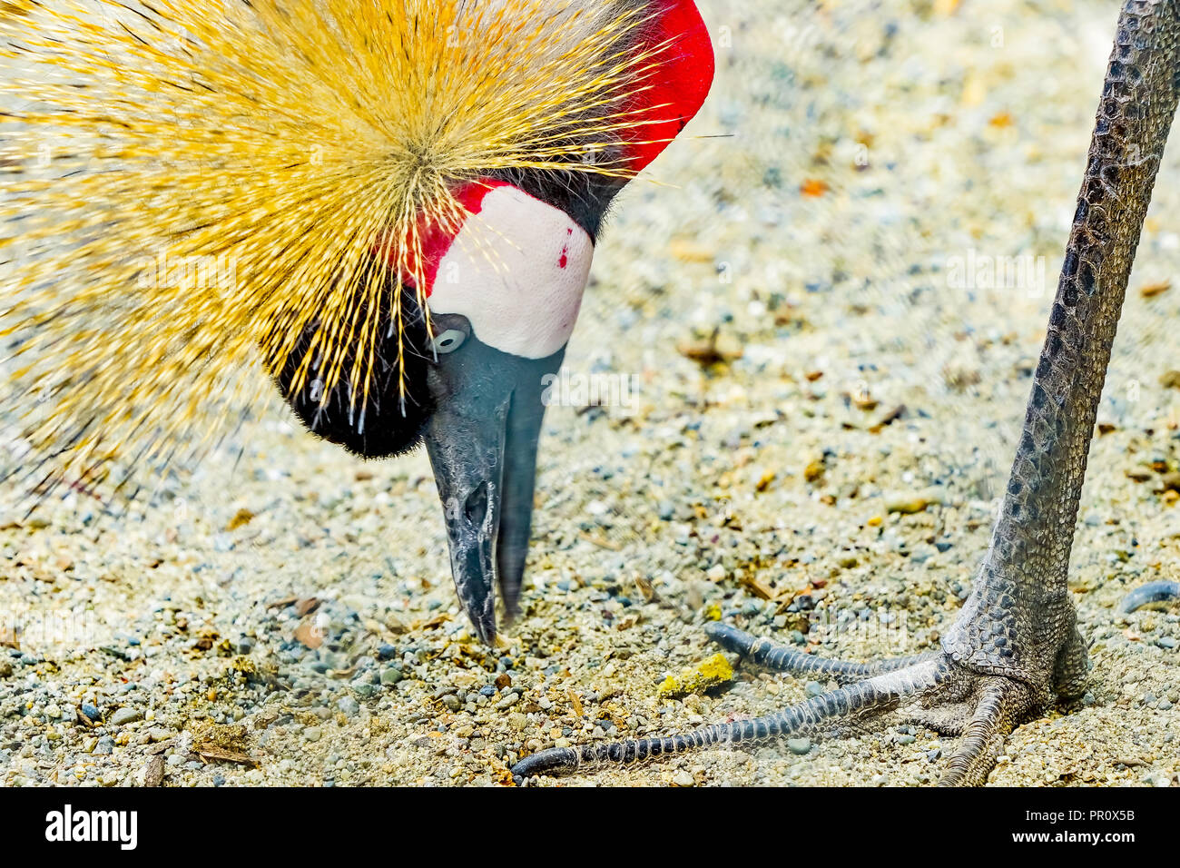 Grey White Red Southern Crowned Crane Eating Balearica regulorum Stock ...