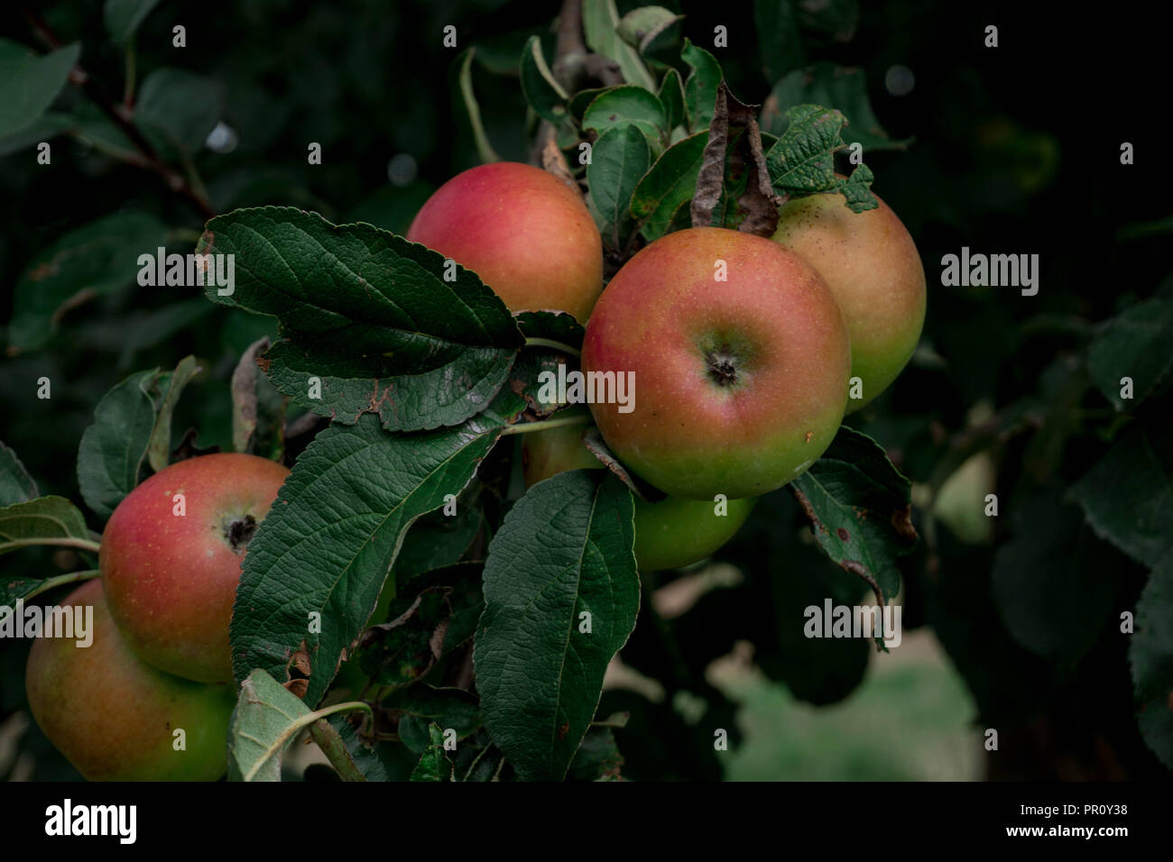 Apfelbaum wiese hi-res stock photography and images - Alamy