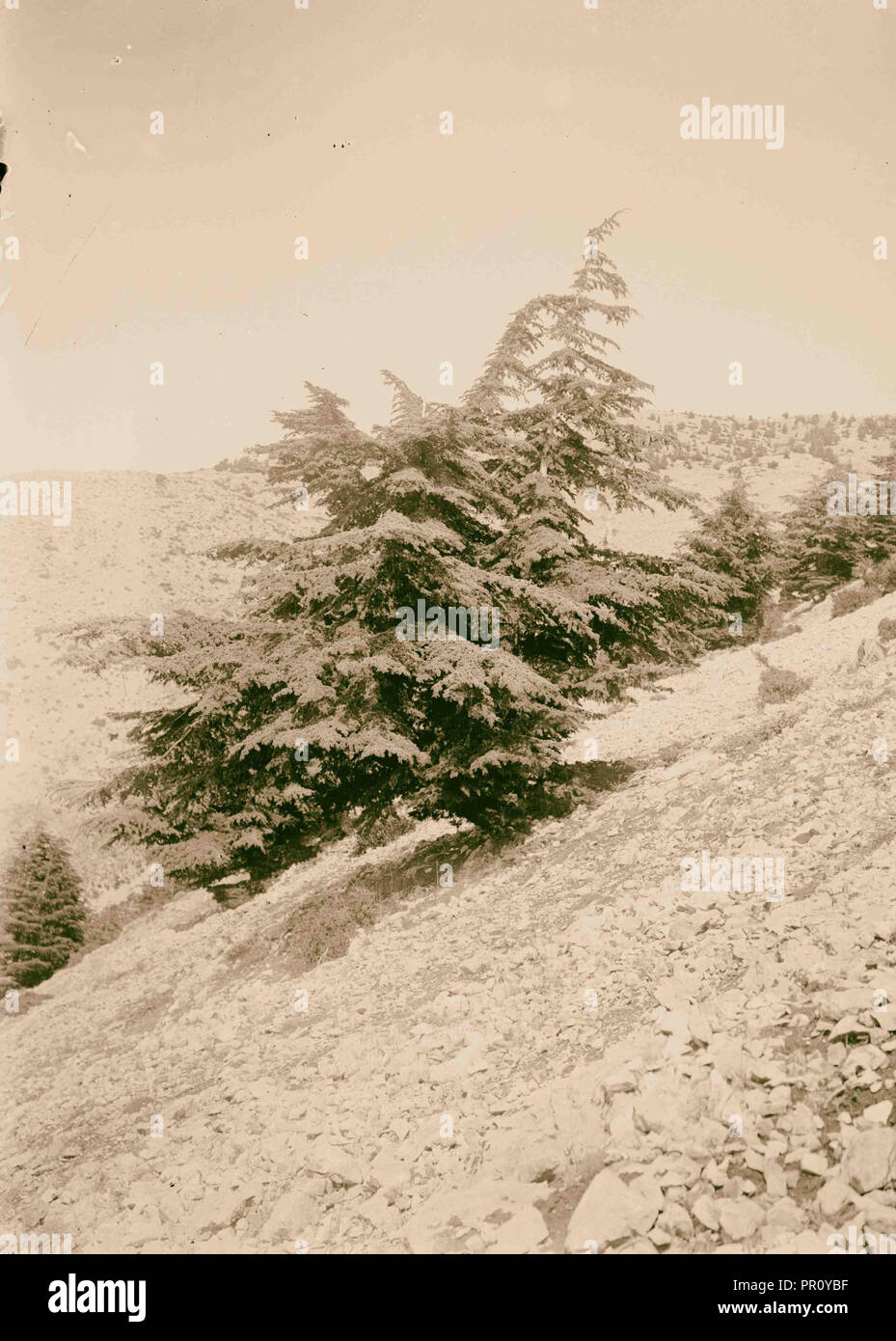 Baruk cedars hi-res stock photography and images - Alamy