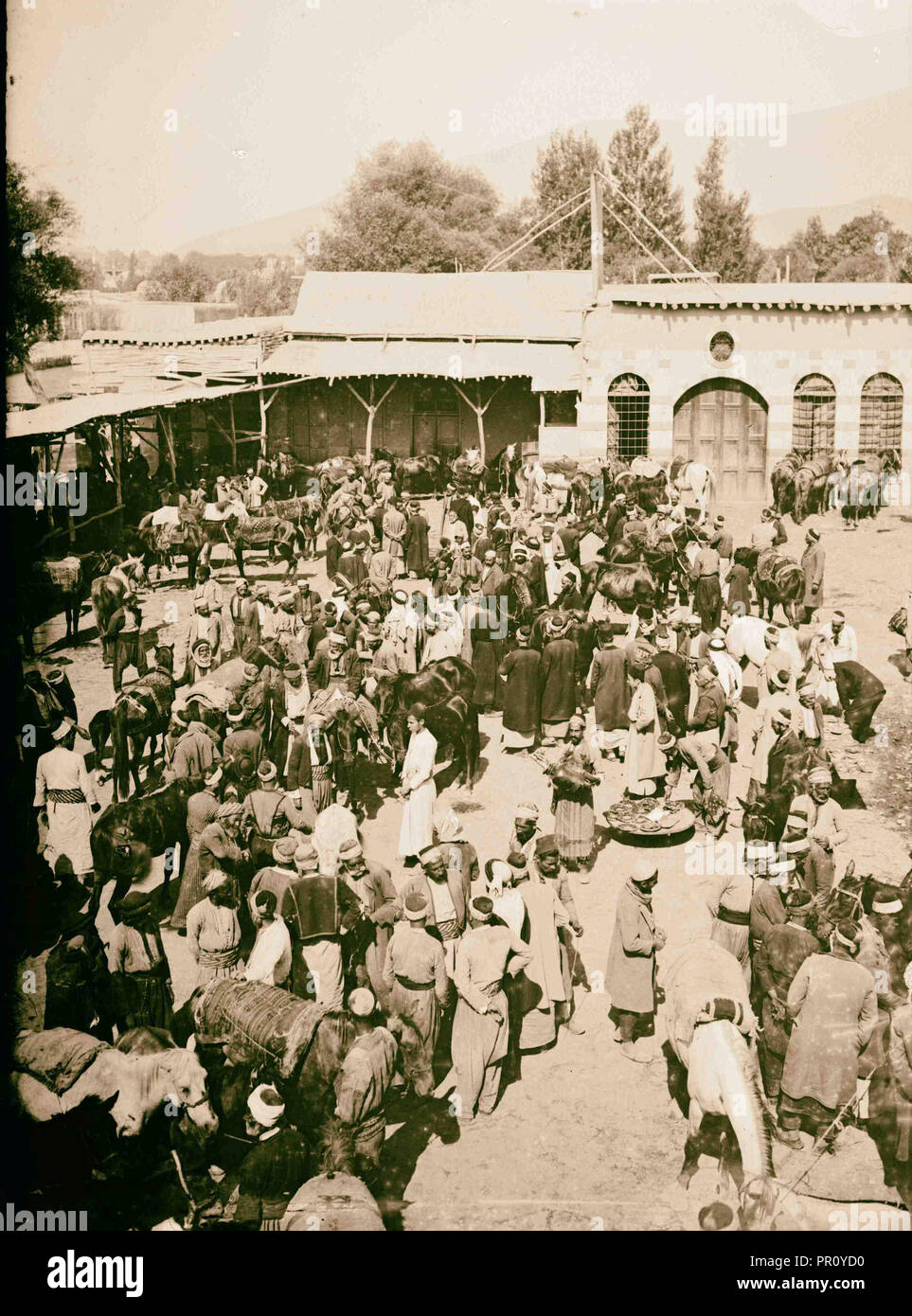 Damascus (Esh-Sham). The horse market. 1900, Syria, Damascus Stock ...