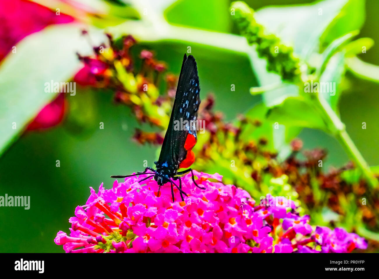 Atala butterfly macro hi-res stock photography and images - Alamy