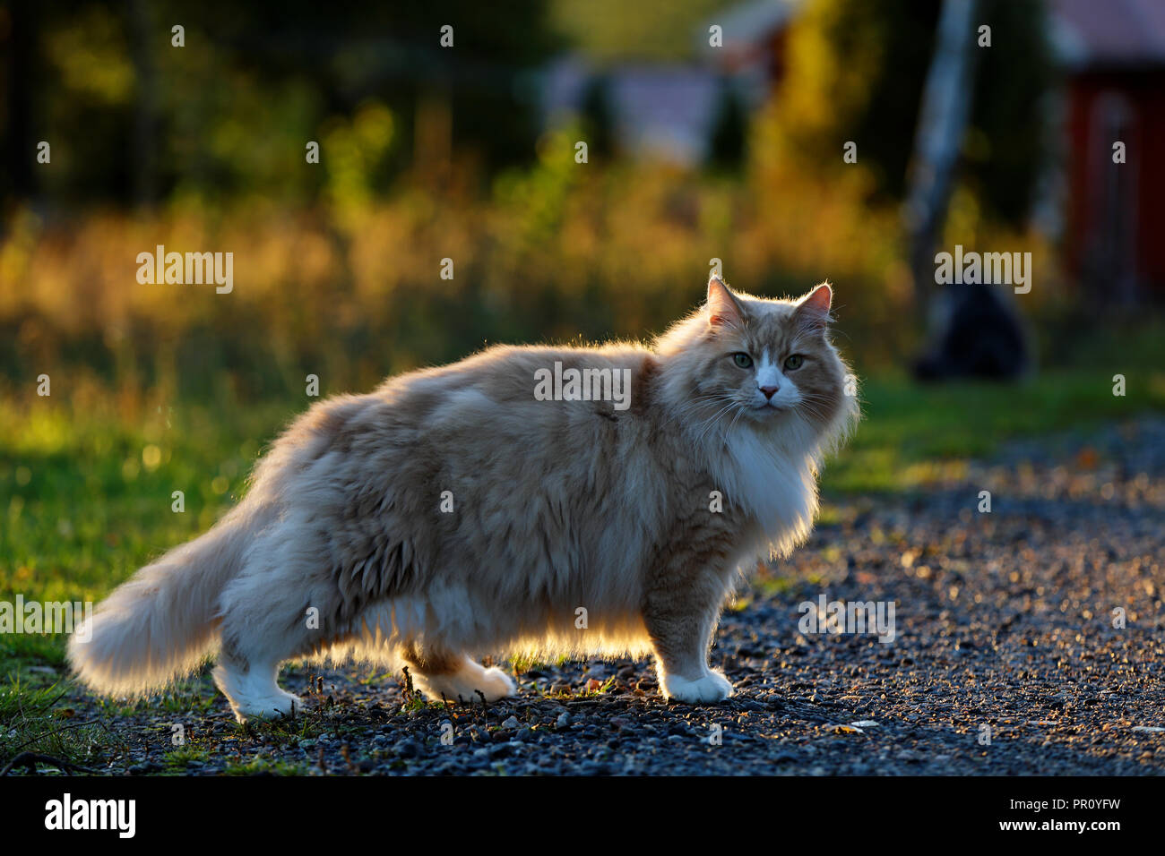 Big norwegian forest cat male standing in evening light Stock Photo - Alamy