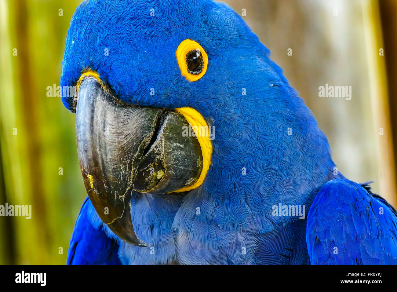 Blue Yellow Feathers Blue Hyacinth Macaw Parrot Anodorhynchus ...