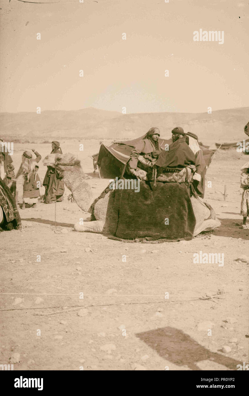 Bedouin wedding Bride's-maids on camel. 1900, the Bedouin are a ...