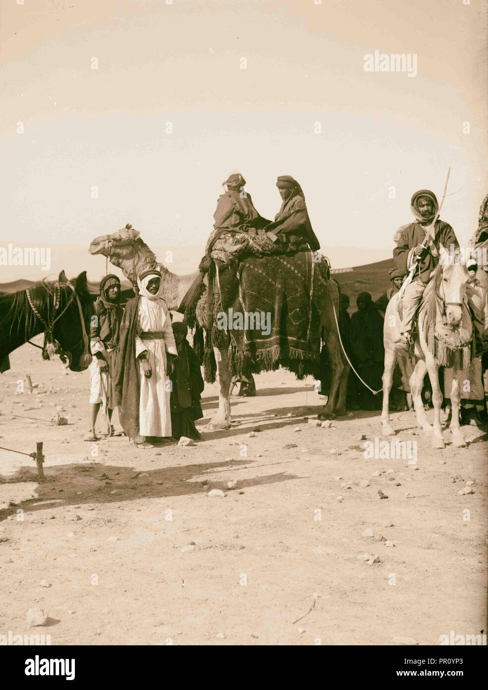 Bedouin wedding Bride's-maids on camel. 1900, the Bedouin are a ...