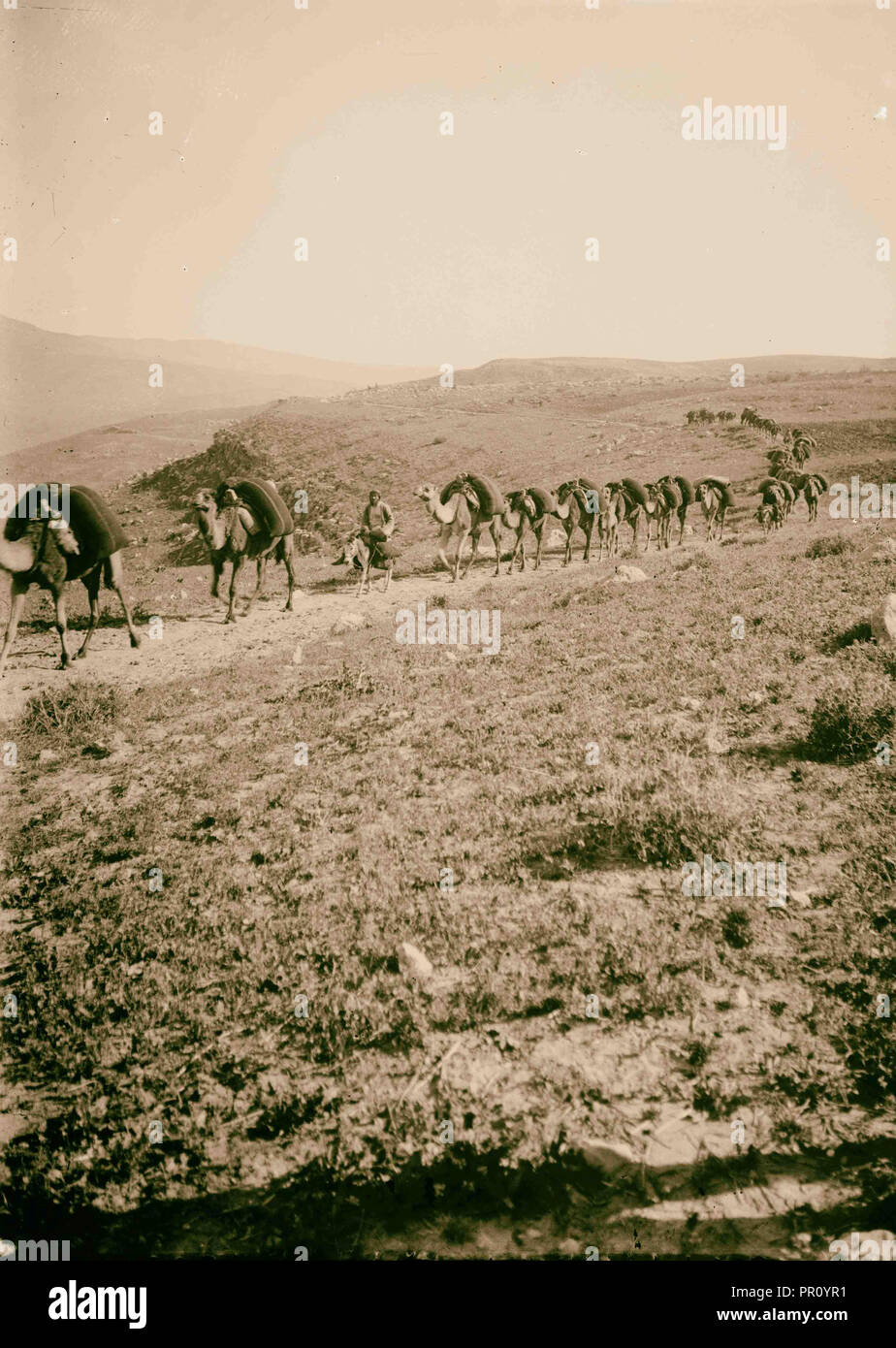 Bedouin wedding Caravan. 1900, the Bedouin are a grouping of nomadic ...