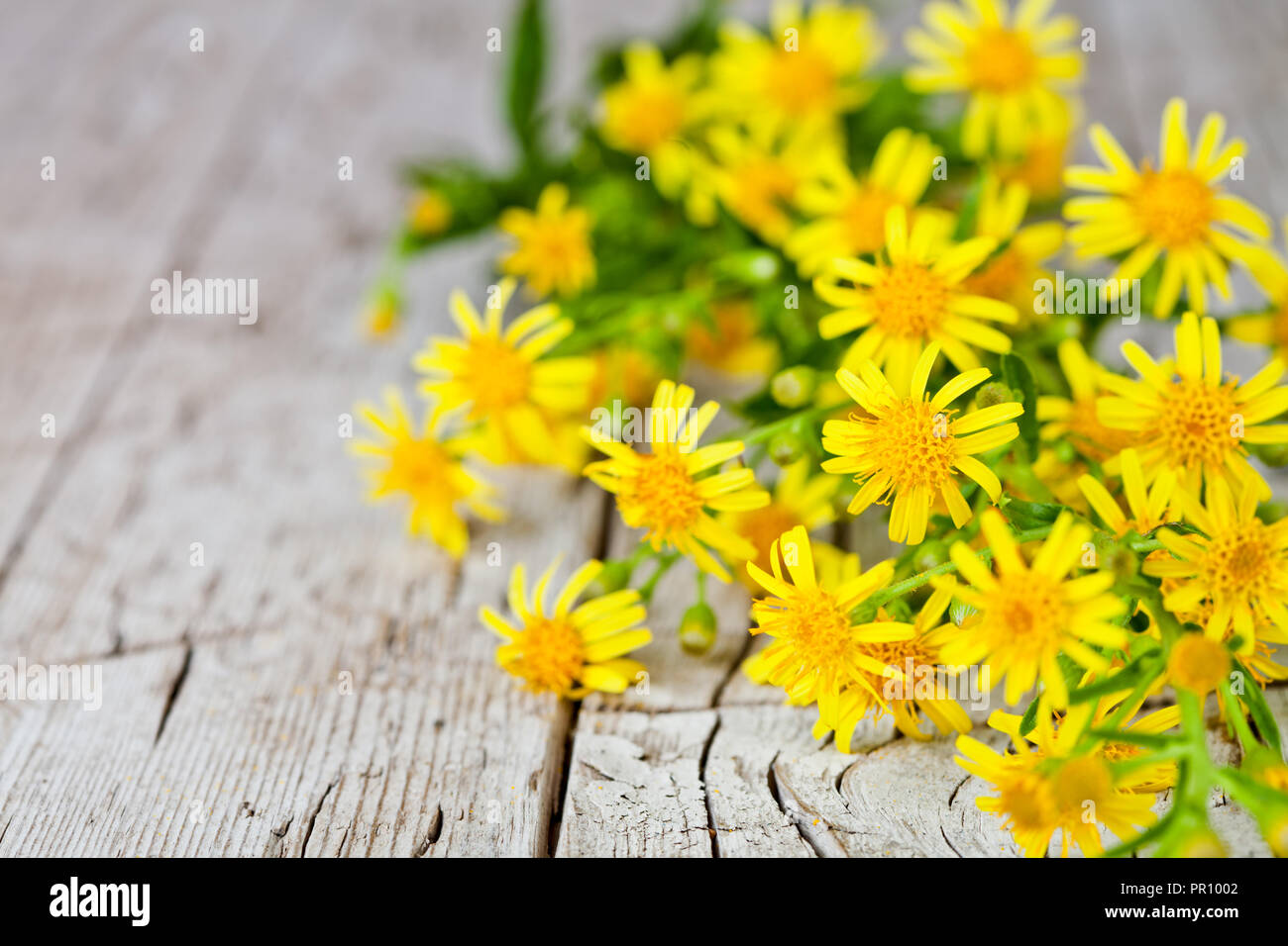 wild yellow flowers closeup on rustic wooden background Stock Photo - Alamy