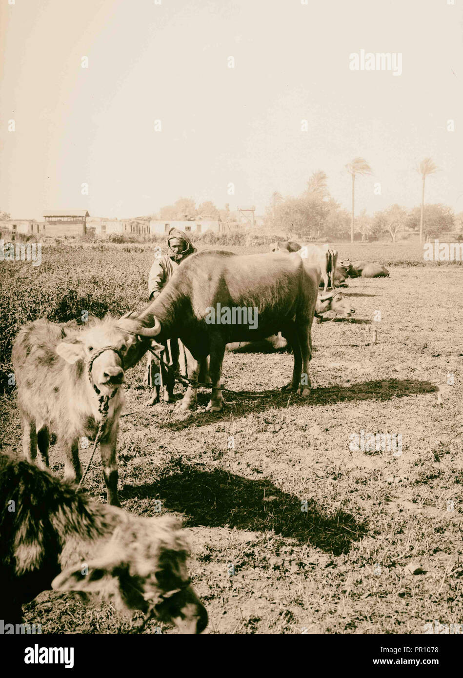 Egyptian buffaloes hi-res stock photography and images - Alamy