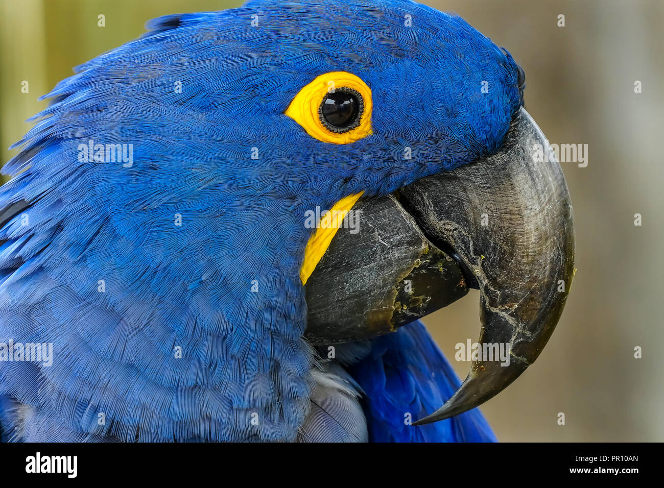 Blue Yellow Feathers Blue Hyacinth Macaw Parrot Anodorhynchus ...