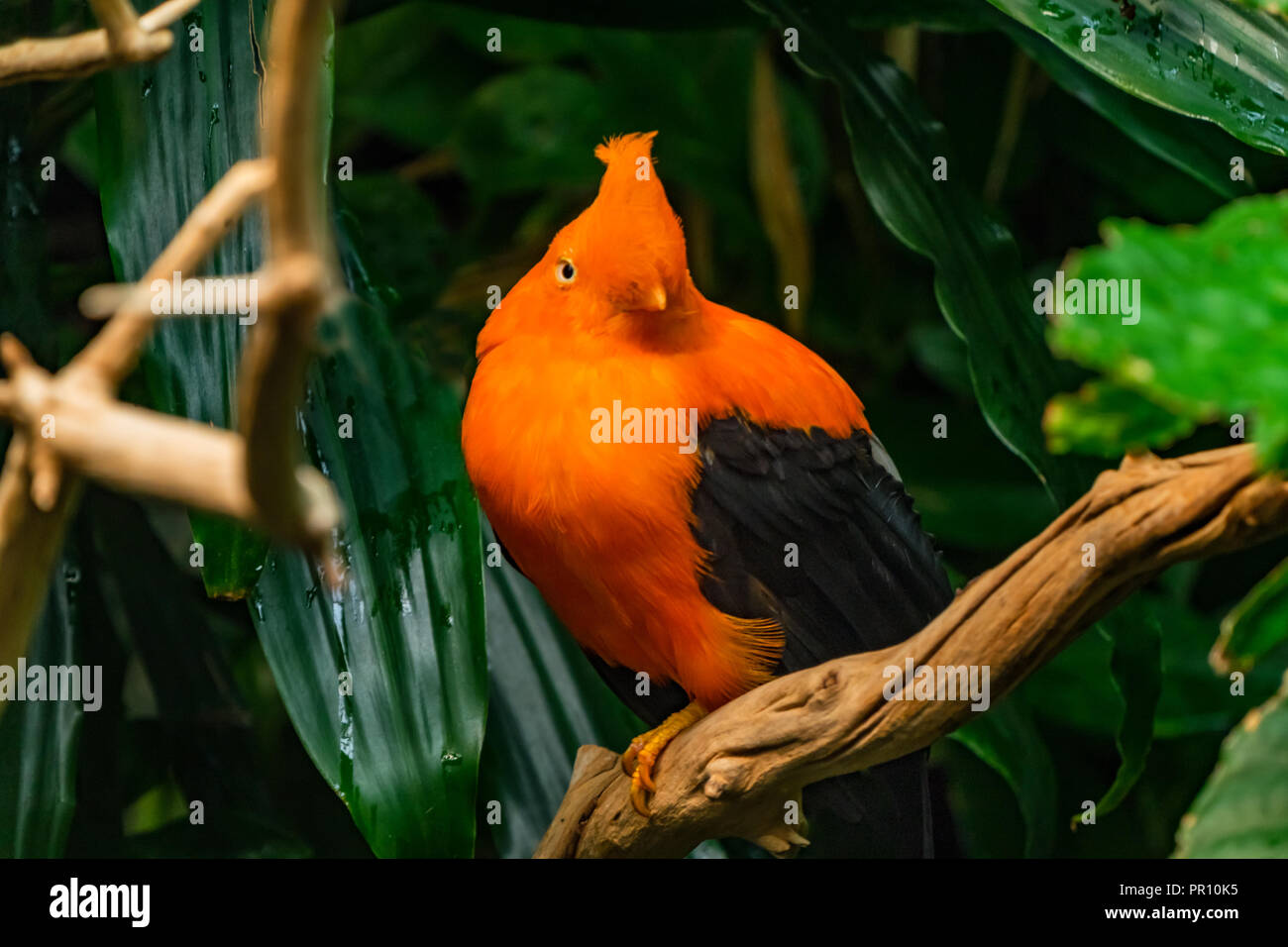 Orange Feathers Male Andean Cock of the Rock Bird Rupicola Peruvianus ...