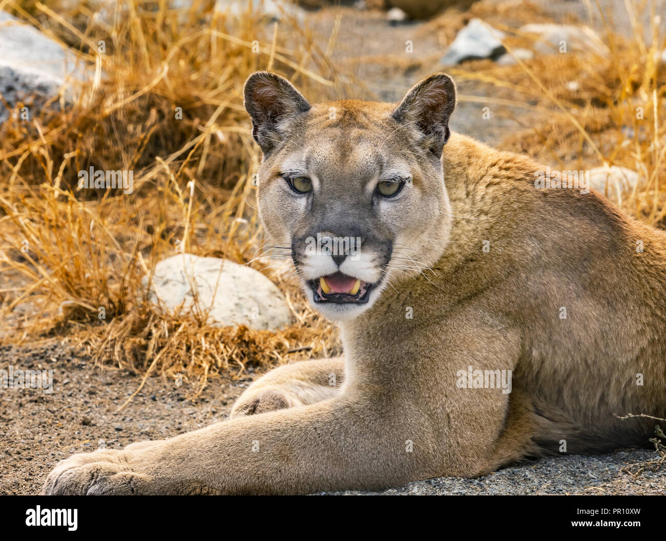 Mountain Lion, Cougar, Puma Concolor Predator, on Rocksn Stock Photo ...