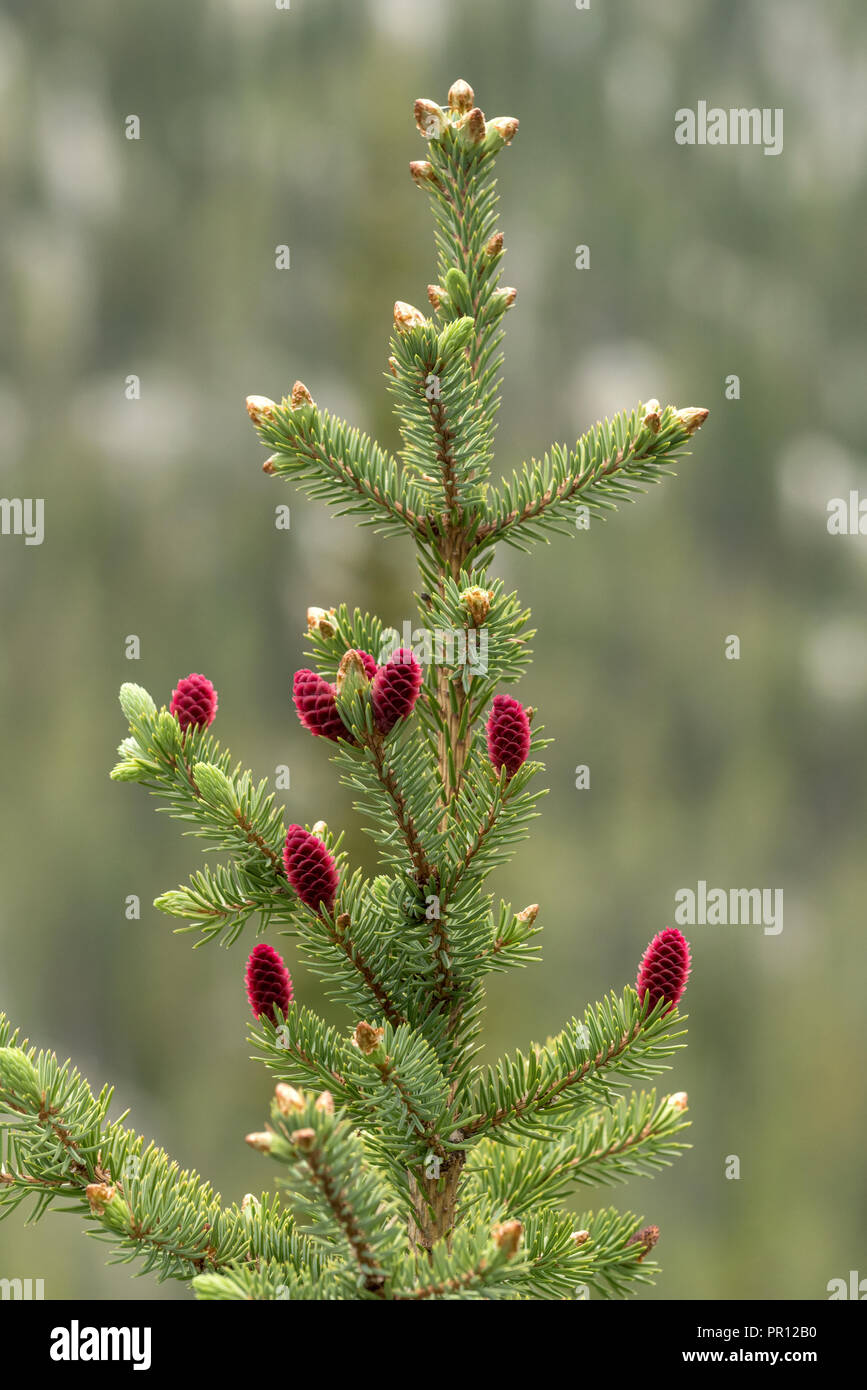 Subalpine tree hi-res stock photography and images - Alamy