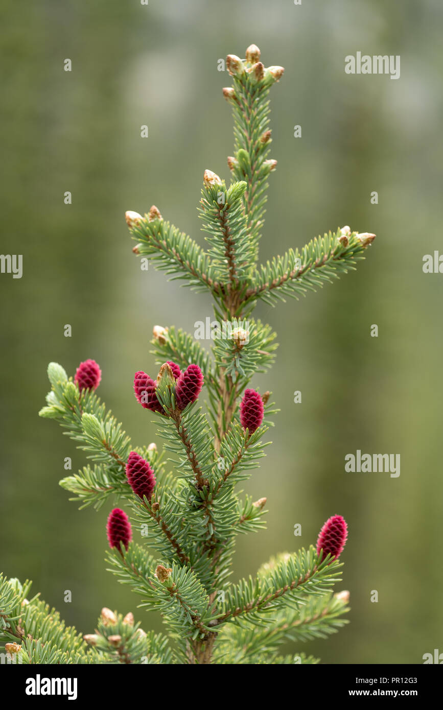 Subalpine fir tree, Wallowa Mountains, Oregon Stock Photo - Alamy