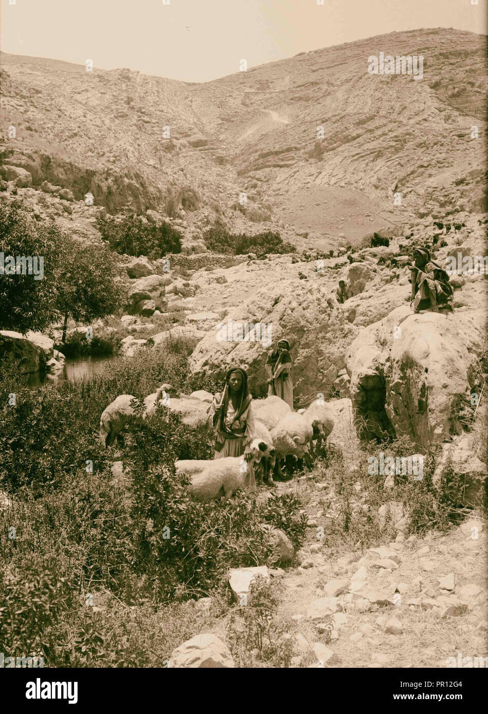 Sheep and shepherd at Ain Farah. Scene of 23rd Psalm. 1900, West Bank ...