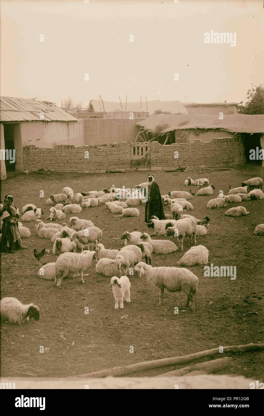 Sheep Fold High Resolution Stock Photography and Images - Alamy
