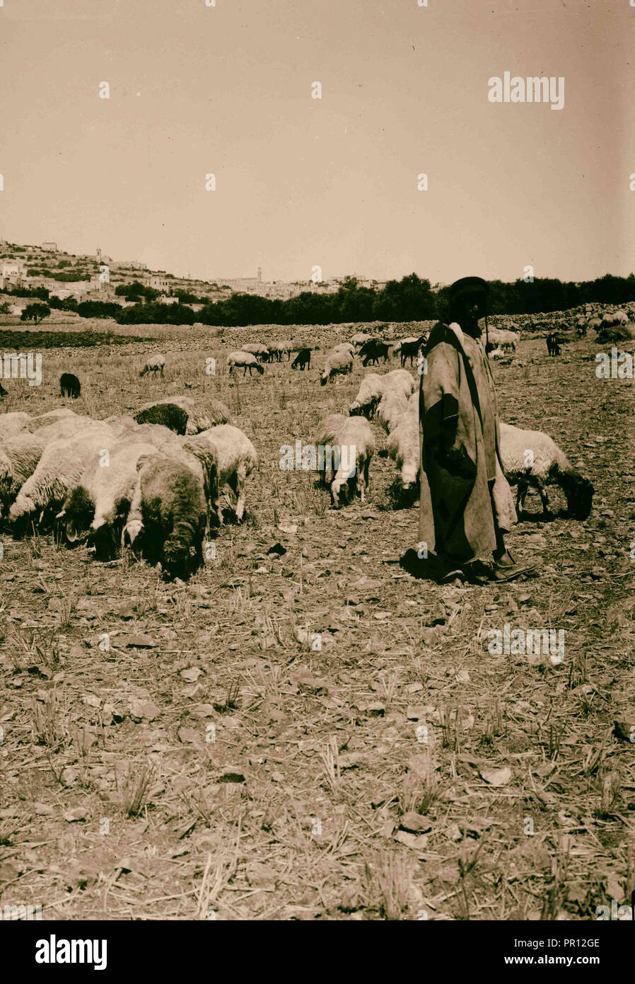 Shepherd with flock in the Shepherds' Field. 1900, West Bank, Bethlehem ...