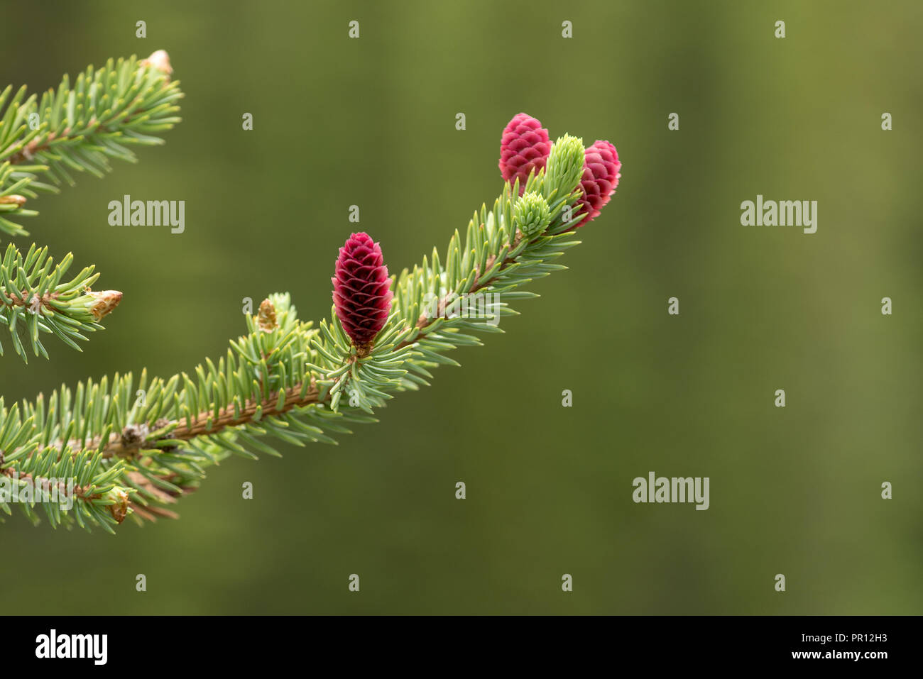 Branches and cones of a Subalpine fir tree, Wallowa Mountains, Oregon ...