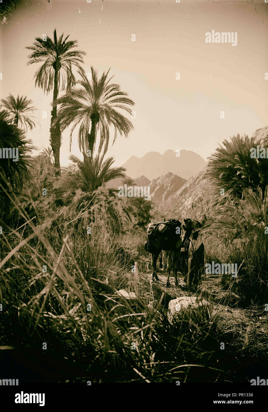 Serbal hi-res stock photography and images - Alamy
