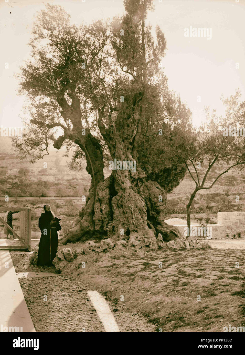 Mount of Olives, Bethany, Tree of Agony. 1900, Jerusalem, Israel Stock ...