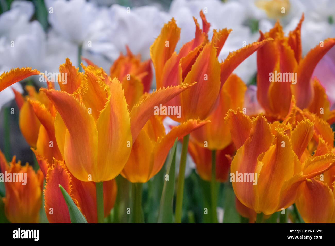Orange tulips with sunlight and white garden flowers background Stock ...