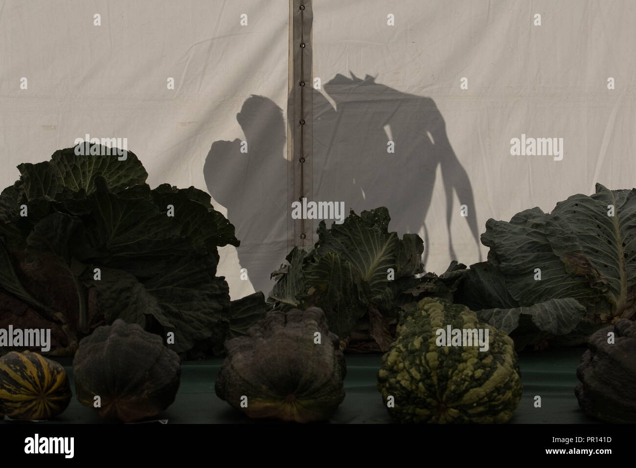 A giant leek is carried past the giant marrow and giant cabbage stand ...