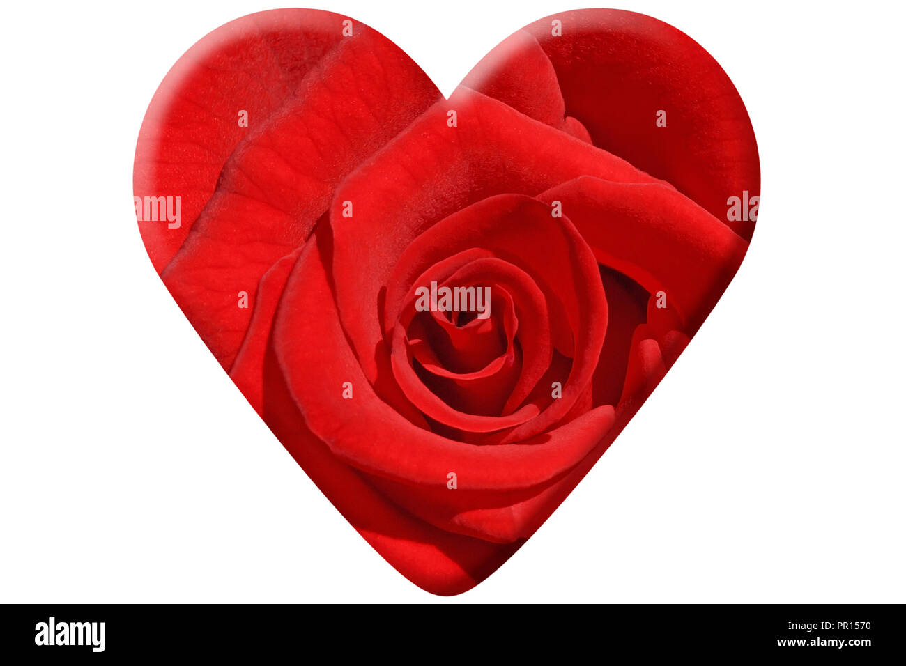 heart with red rose blossom isolated on white Stock Photo - Alamy