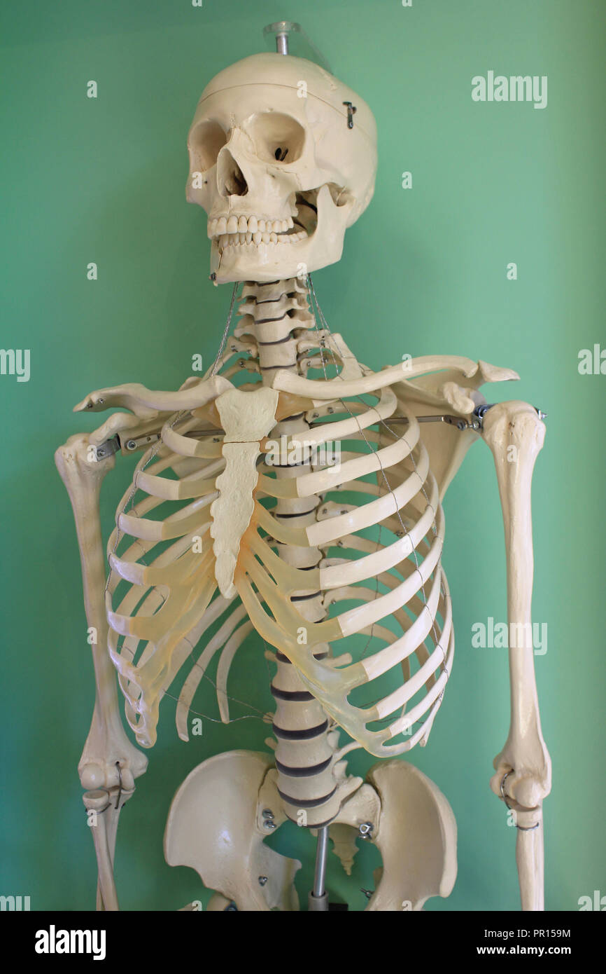 Anatomical skeleton in The Dinorwic Quarry Hospital, Llanberis, Wales ...