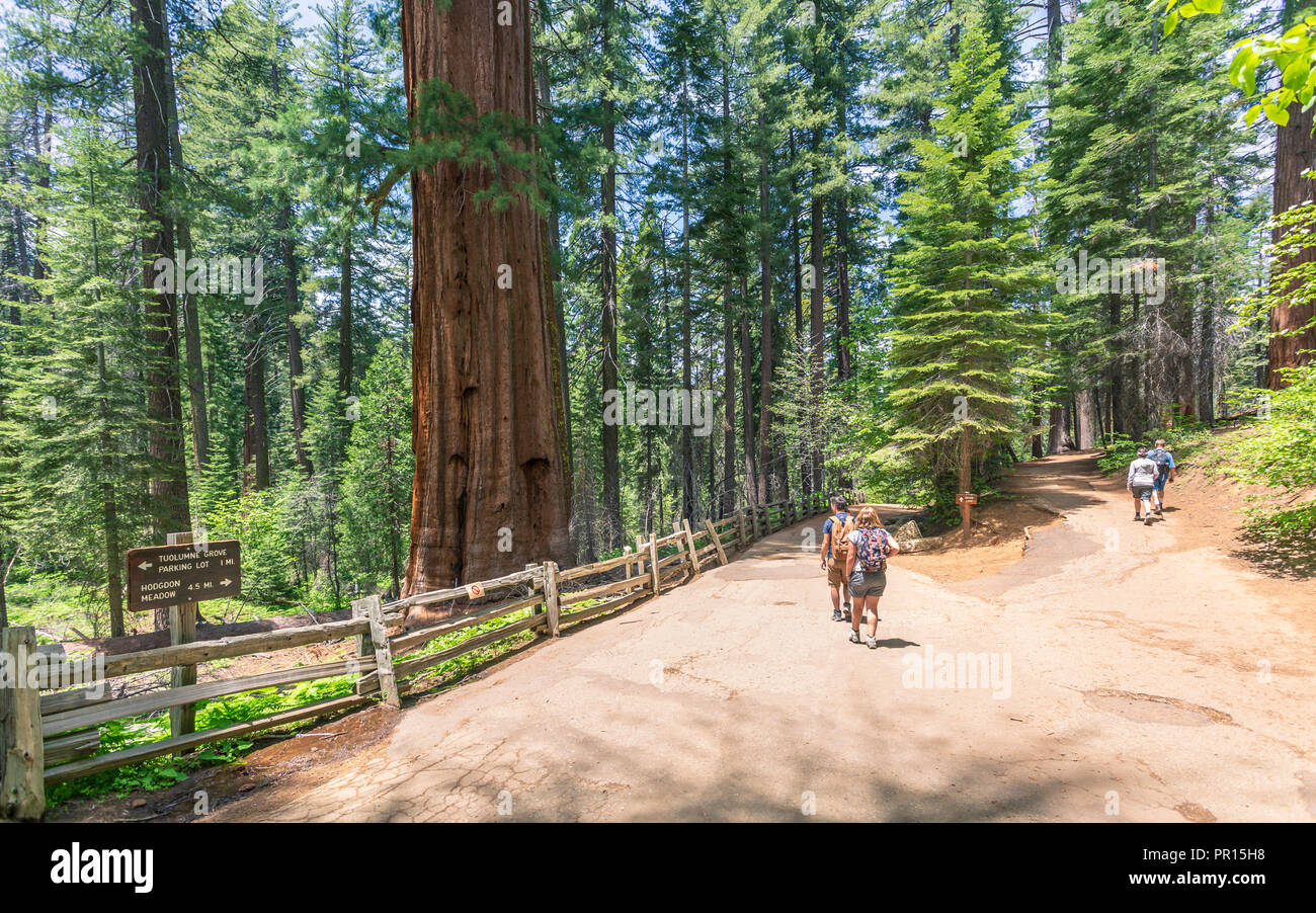Giant sequoia photography hi-res stock photography and images - Alamy
