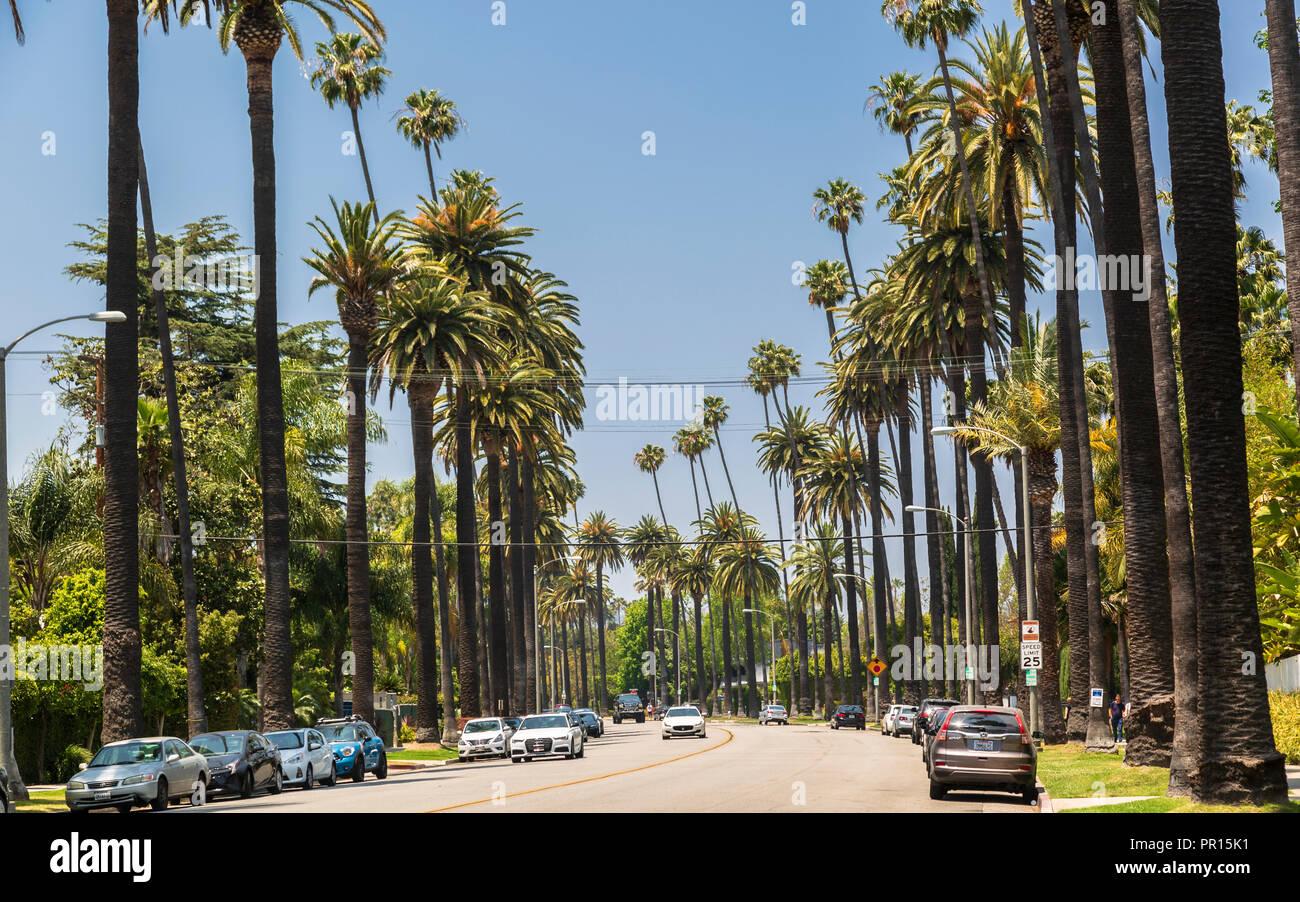 Palm avenue in beverly hills hi-res stock photography and images - Alamy