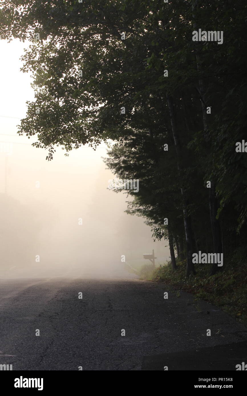 Trees overhanging road hi-res stock photography and images - Alamy