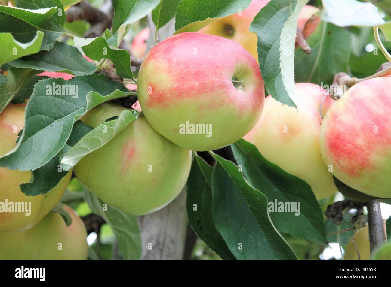 hanging apples, fresh ripe fruit and green background Stock Photo - Alamy
