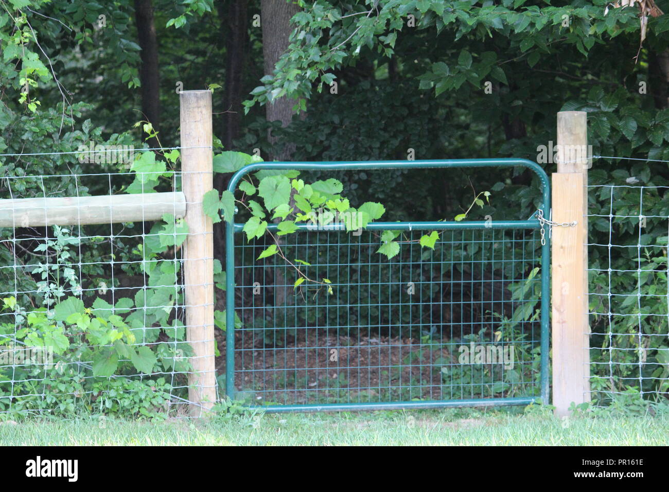 Garden gate with fence and growing vines Stock Photo - Alamy