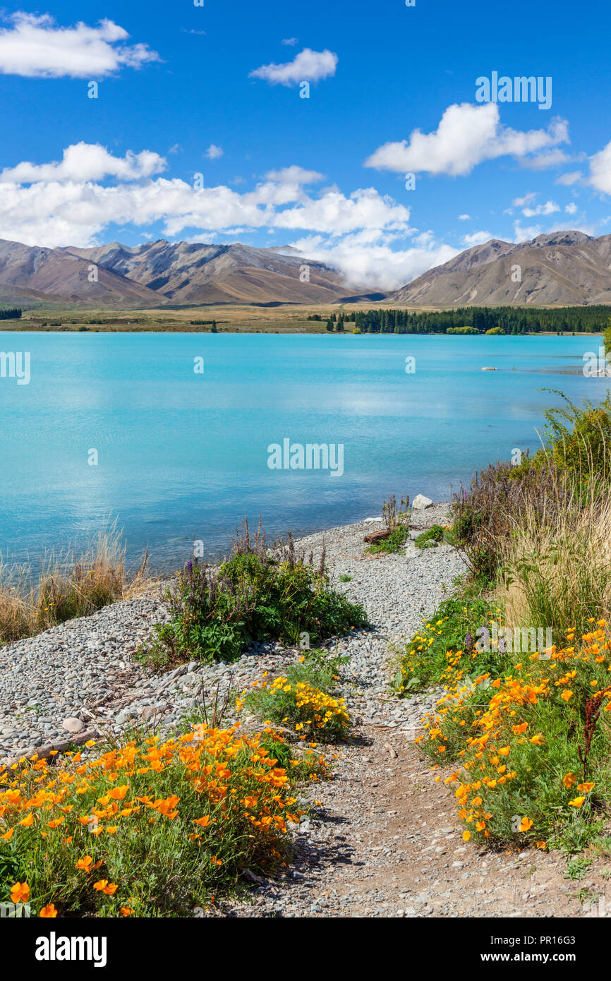 Yellow flowers by glacial Lake Tekapo, Mackenzie district, South Island ...