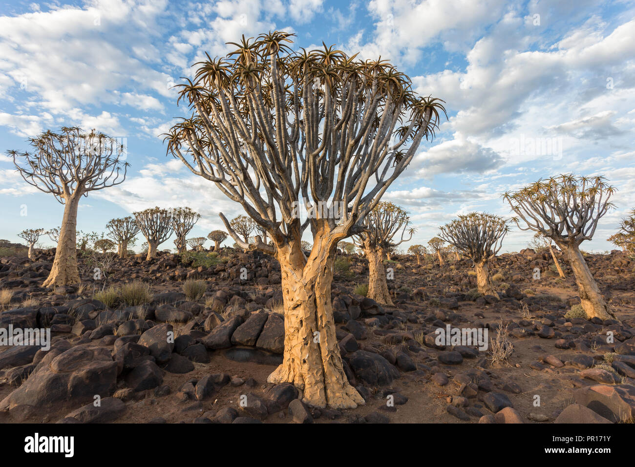 Quiver trees (kokerboom) (Aloidendron dichotomum) (formerly Aloe ...