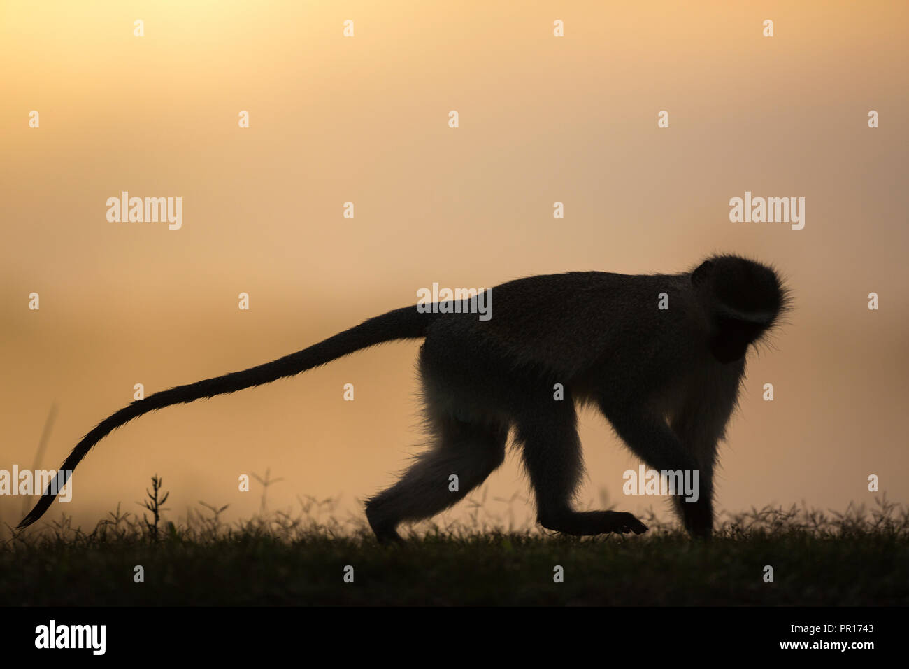 Vervet monkey (Chlorocebus pygerythrus), Zimanga Game Reserve, KwaZulu ...