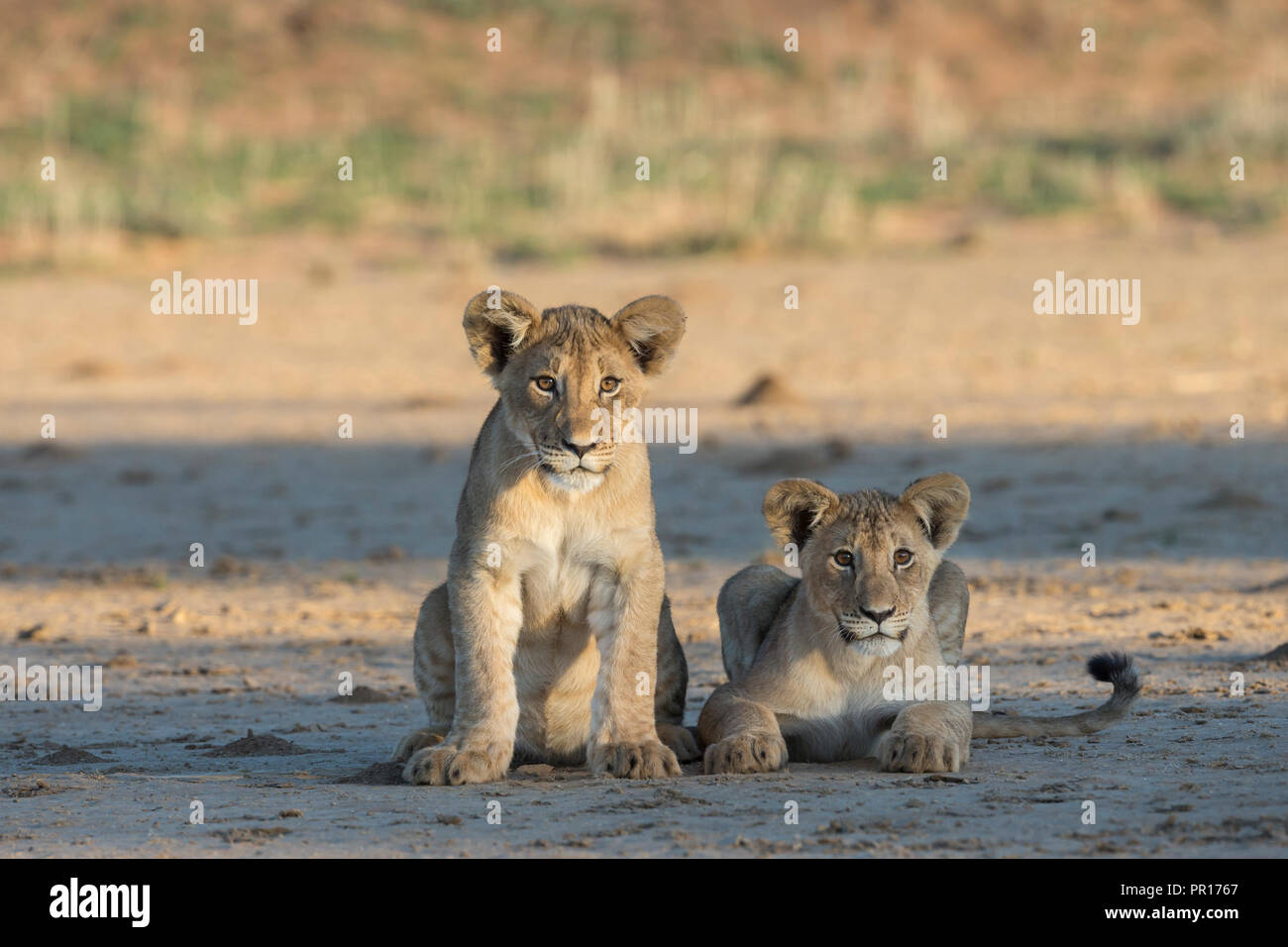 Lion panthera leo immature hi-res stock photography and images - Alamy