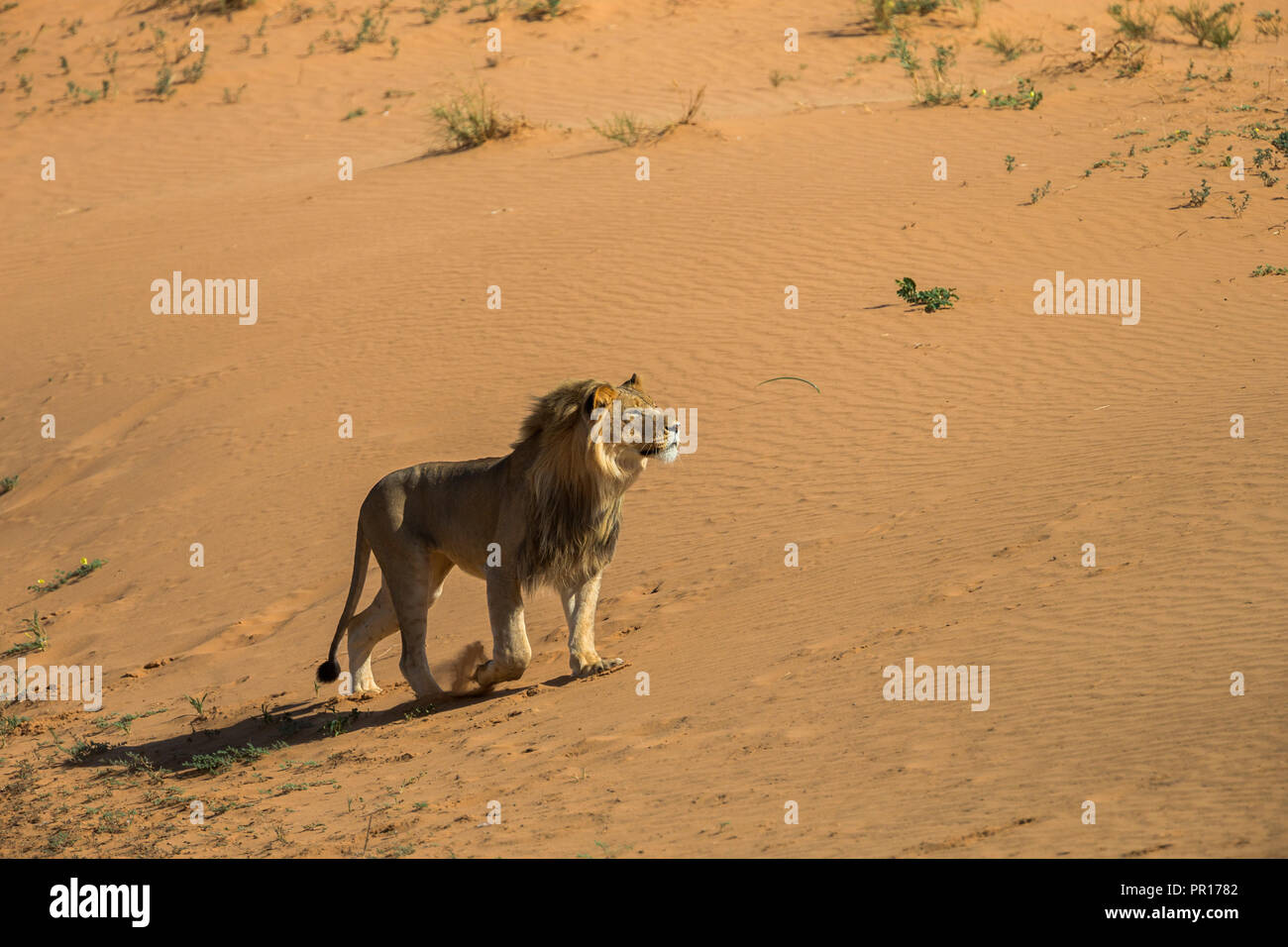 Lion (Panthera leo) male on sand dune, Kgalagadi Transfrontier Park ...