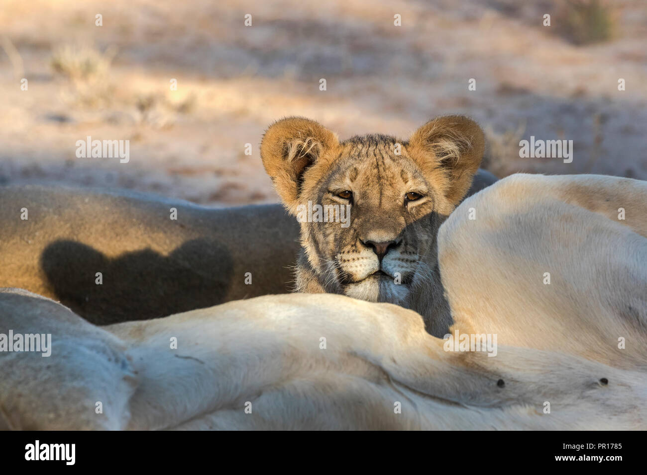Young lion (Panthera leo), Kgalagadi Transfrontier Park, South Africa ...