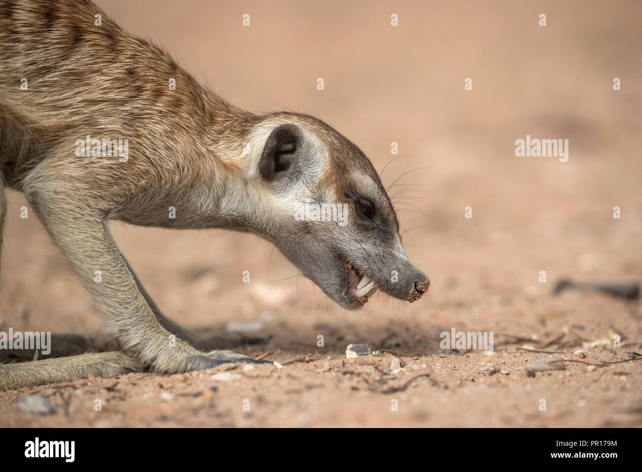 Foraging meerkat hi-res stock photography and images - Alamy