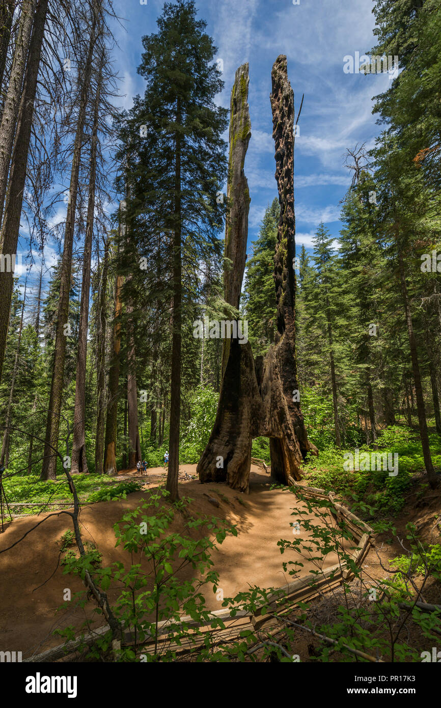 View of Giant Sequoias tree in Tuolumne Grove Trail, Yosemite National ...