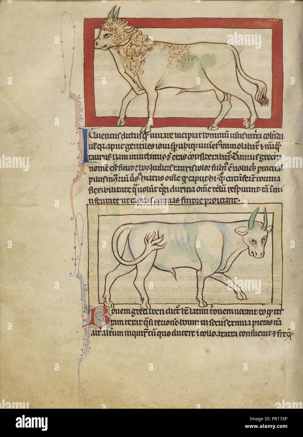 A Bull; An Ox; England; about 1250 - 1260; Pen-and-ink drawings tinted ...