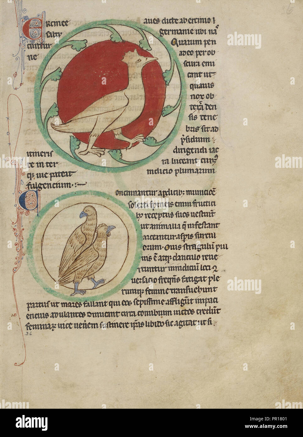 A Hercinia; Partridges; England; about 1250 - 1260; Pen-and-ink ...