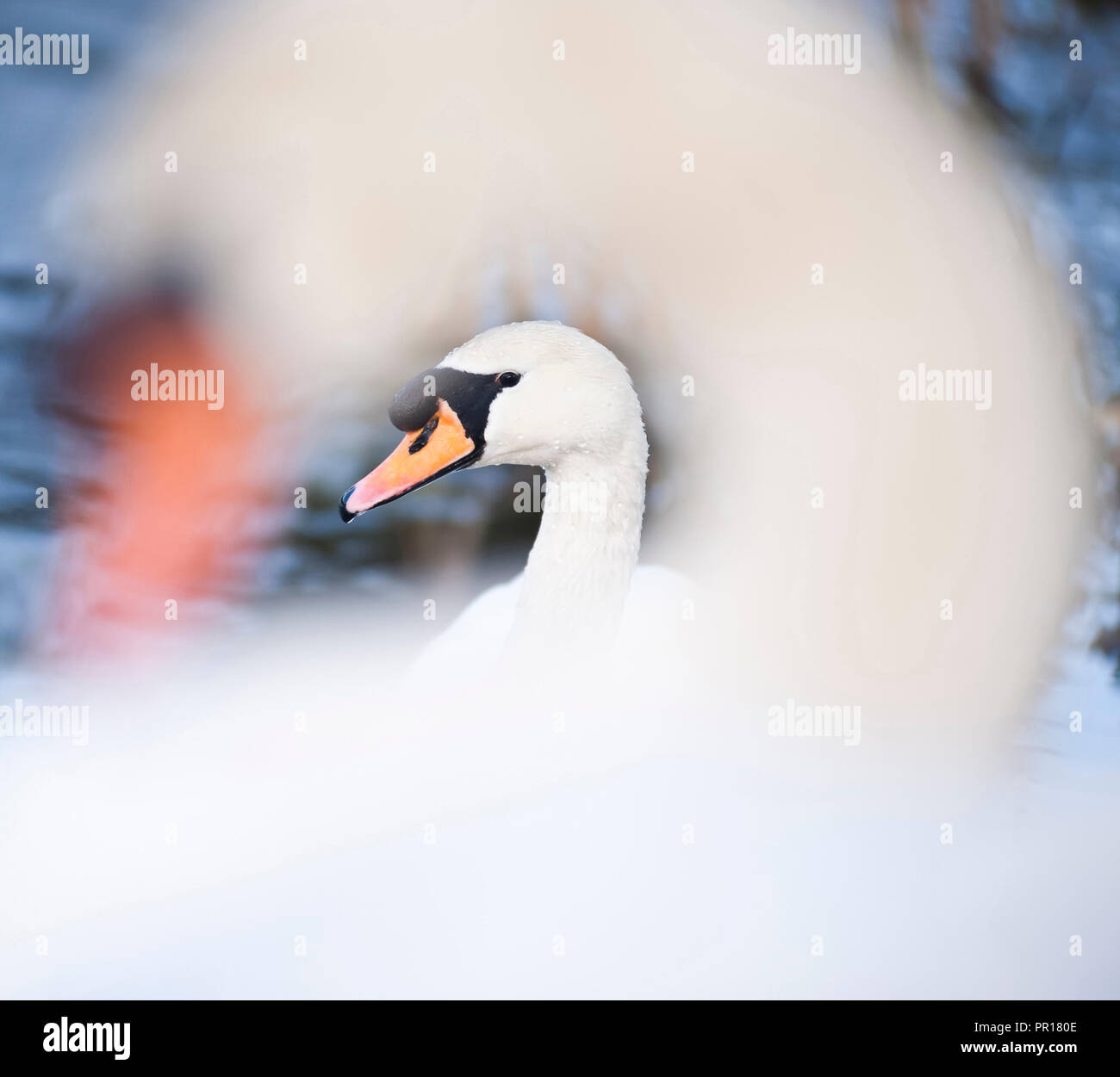 Welsh swan hi-res stock photography and images - Alamy