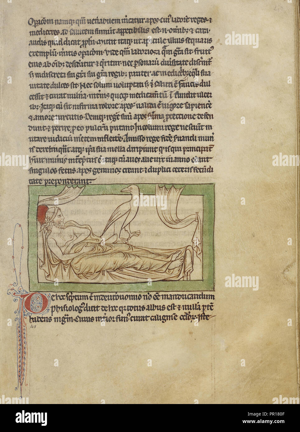 Caladrius hi-res stock photography and images - Alamy